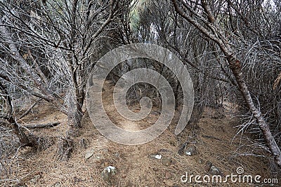 Path Deep Into Dried Out Forest Stock Image | CartoonDealer.com #109701265