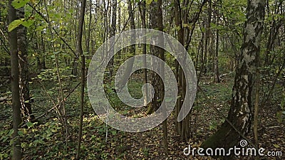 A Path in the Forest, Movement POV through Trees and Thickets. Autumn ...