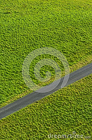 Path Through Grass Royalty-Free Stock Photo | CartoonDealer.com #7429719