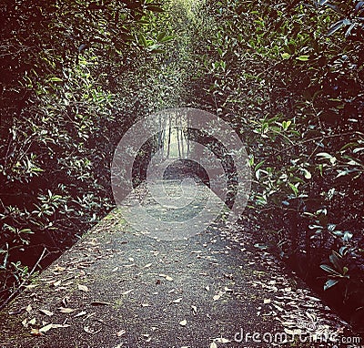 A Path In Mangrove Forest Stock Photo | CartoonDealer.com #229375872