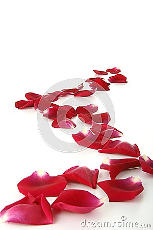 Path Of Rose Petals Stock Image | CartoonDealer.com #9728701