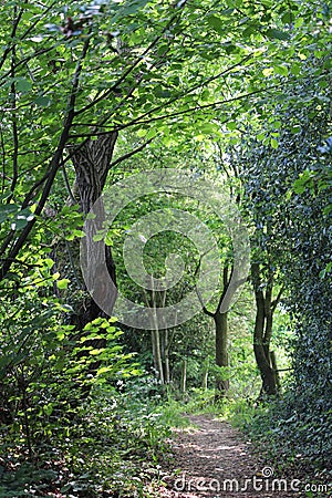 Path And Tall Trees In The Forest - Perfect For Background Royalty-Free ...