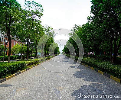 A Path Through Two Rows Of Trees Stock Photography | CartoonDealer.com ...