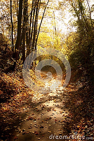 Path Through Woods In Fall Stock Image - Image: 3528921