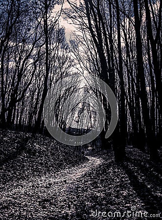Pathway Through Scary Woods Royalty-Free Stock Photo | CartoonDealer ...