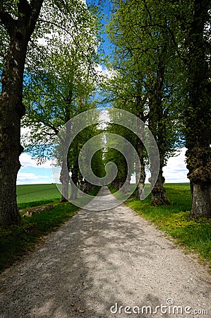 Pathway With Trees Royalty-Free Stock Photo | CartoonDealer.com #39523881
