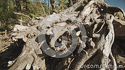 Pattern of Intertwined Tree Roots Stock Video - Video of roots, organic ...