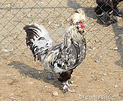 Pavlovskaya (chicken). Royalty Free Stock Photos - Image: 38605138
