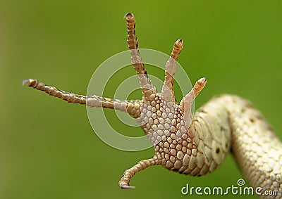 Paw Of A Lizard Royalty Free Stock Images - Image: 2789229