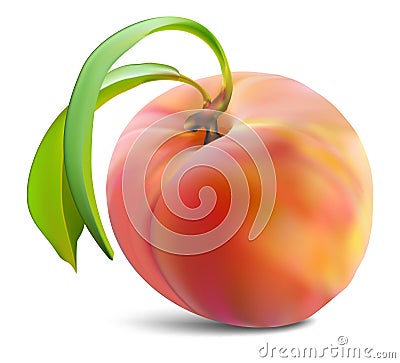 Peaches And Leaves Vector Illustration | CartoonDealer.com #14413308