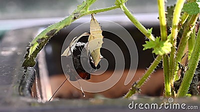 Peacock Butterfly Emerging from Cocoon Stock Footage - Video of emergin ...
