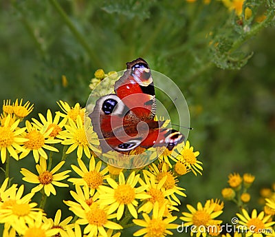Peacock Butterfly (Inachis Io) Royalty Free Stock Photo - Image: 20291775