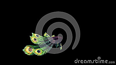 Peacock Feathers Side Alpha Matte 3D Rendering Animation Stock Video ...