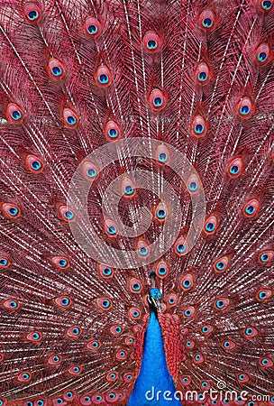 Peacock With Red Feathers Stock Photo - Image: 38865318