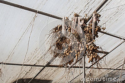Peanut Bushes Are Dried In A Greenhouse. The Process Of Drying And ...