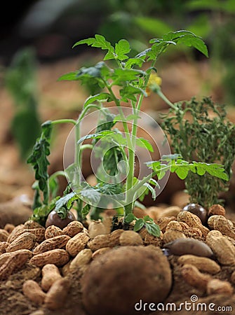 Peanut Plant Stock Photography - Image: 25645482