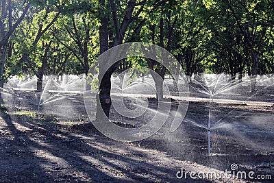 Pecan Tree Irrigation Stock Photo - Image: 20404500