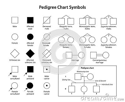 Genetic Genealogy. Pedigree Chart Symbols. Vector Illustration ...