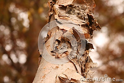 Peeling Birch Tree Bark Stock Photo - Image: 7207750