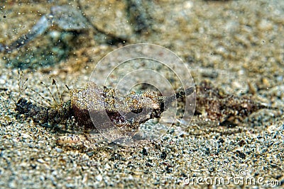 Pegasus Fish Portrait Stock Photo - Image: 39825584