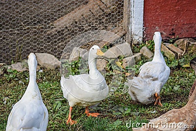 Peking Ducks. Stock Photo - Image: 78169962