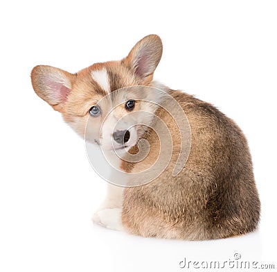 Pembroke Welsh Corgi Puppy Back View. Isolated On White Stock Photo ...