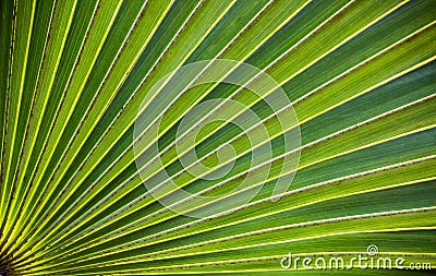 Radial LEaf Of A Penca Palm Royalty-Free Stock Photo | CartoonDealer ...