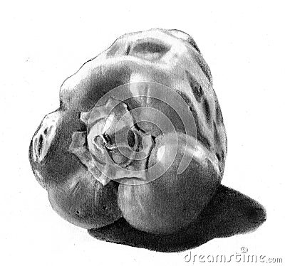 Pencil Drawing Of A Pepper Royalty Free Stock Photo - Image: 16640045