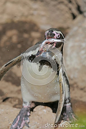 Penguin Eating Stock Image | CartoonDealer.com #9623029