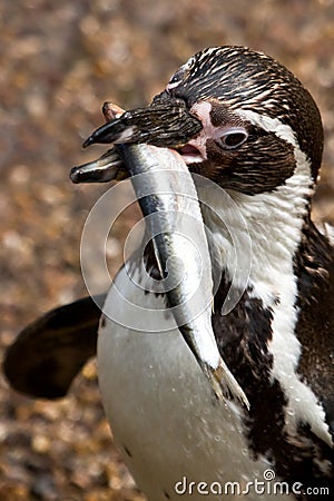 Penguin Eating A Fish Stock Photo - Image: 38999562