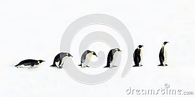 Penguin Evolution Stock Image - Image: 3003651
