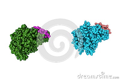 Penicillin-binding Protein 1A Acyl-enzyme Complex. Rendering With ...