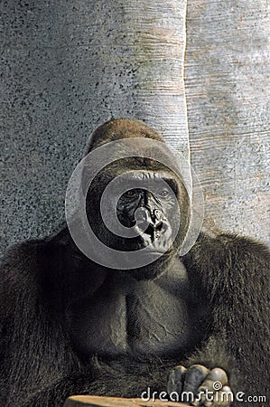 77,950 Ape Photos - Free & Royalty-Free Stock Photos from Dreamstime