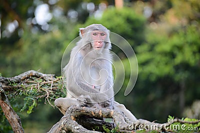 Pensive Monkey Sit On The Tree Stock Photo | CartoonDealer.com #35503788