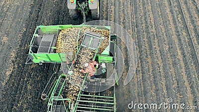 Workers Sorting Potato on a Conveyor. Crop, Farming, Agriculture ...