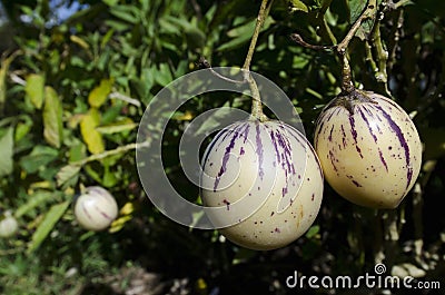 Pepino Fruit Royalty Free Stock Images - Image: 24050839