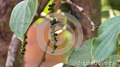 Pepper Tree In Kerala India. Stock Video - Video of leaf, growing ...