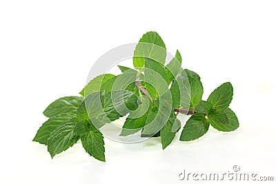 68,833 Peppermint Photos - Free & Royalty-Free Stock Photos from Dreamstime