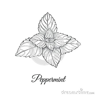 Peppermint Skech Hand Drawing. Vector Illustration | CartoonDealer.com ...