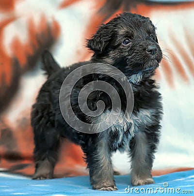 Pequeño Perrito Peludo Negro Imagen de archivo libre de regalías ...