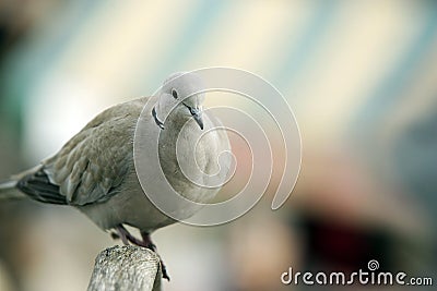 Perched White Dove Stock Image - Image: 1660711