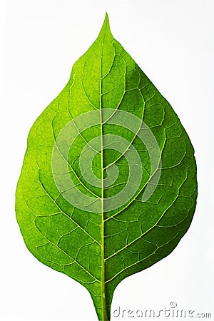 Perfect Leaf Royalty Free Stock Photography - Image: 624437
