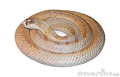 Perfect Round Snake Stock Image - Image: 647491