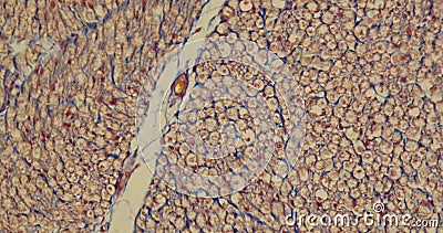 Peripheral nerve stock video. Video of macro, microscopy - 204404903
