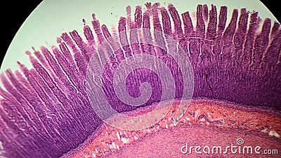 Permanent Preparation Of Intestinal Villi Under A Microscope Stock ...