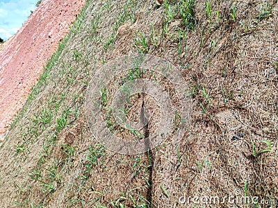 Permanent Slope Protection Using The Close Turfing Method To Prevent ...