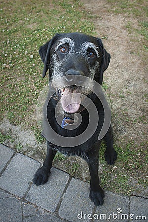 Perro Negro Grande Fotos de archivo - Imagen: 33076713