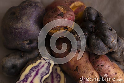Peruvian Native Potatoes, Harvested In Cusco Royalty-Free Stock Photo ...