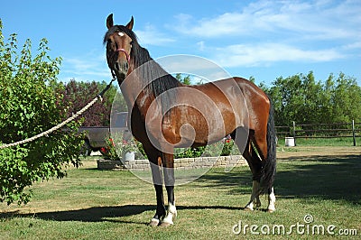Peruvian Paso Horse Stock Photo - Image: 1071610