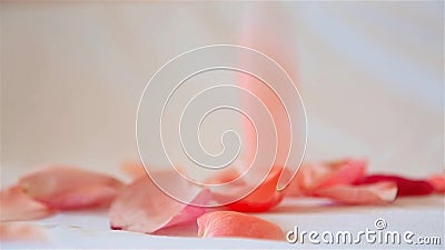 Petals of Roses Falling Down HD 1920x1080 Stock Video - Video of ...